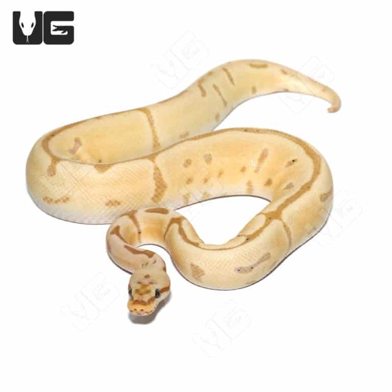 Baby Pastel Enchi Ball Python For Sale - Underground Reptiles