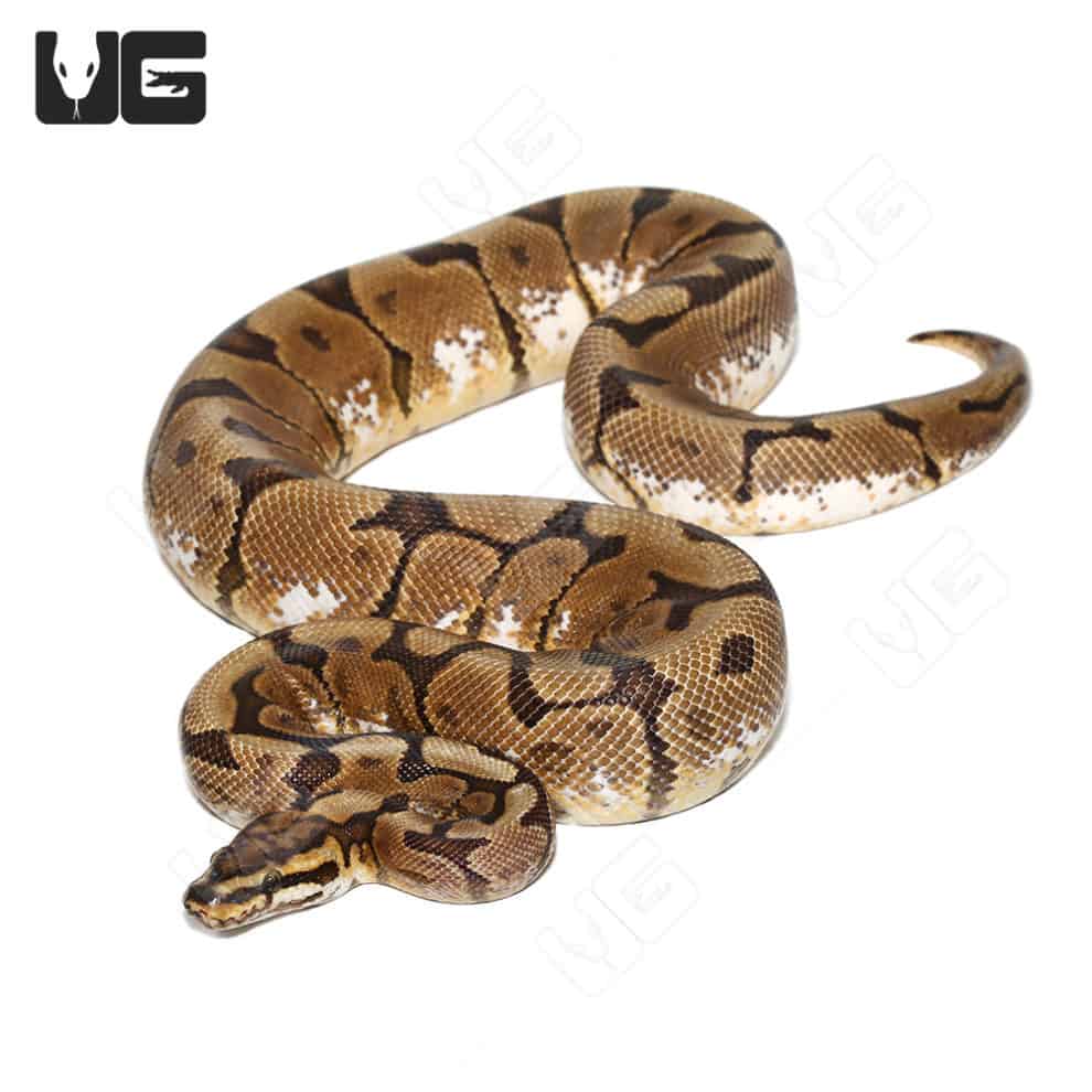 Baby Pastel Enchi Ball Python For Sale - Underground Reptiles
