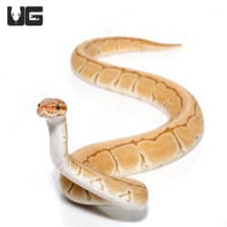 Baby Pastel Enchi Ball Python For Sale - Underground Reptiles