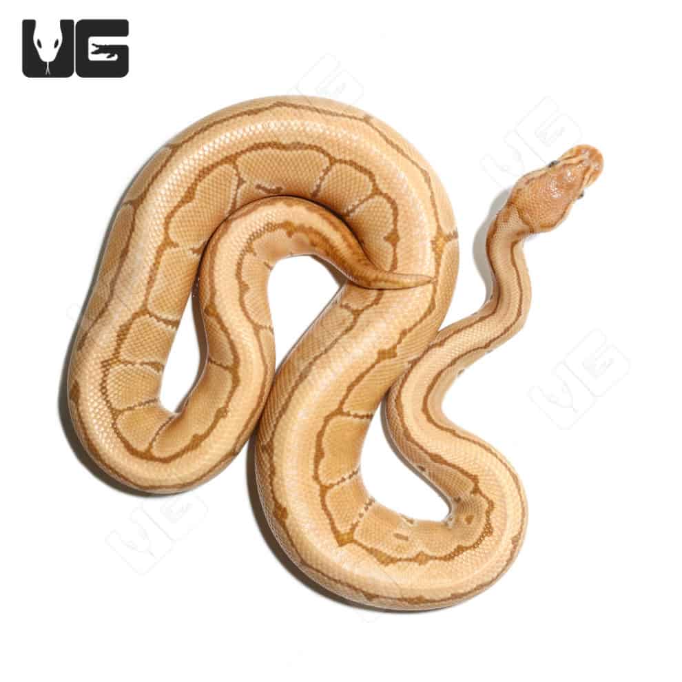 Baby Pastel Enchi Ball Python For Sale - Underground Reptiles
