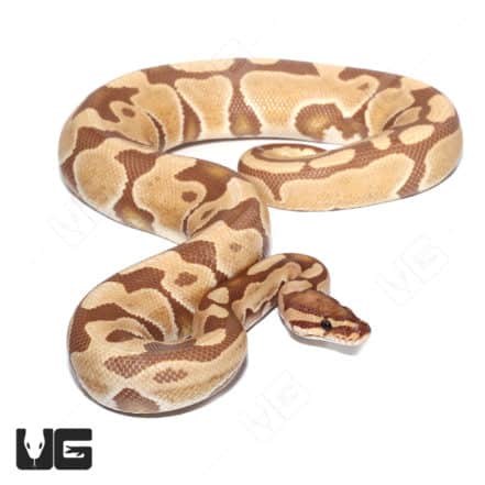 2021 Male Orange Dream Ultra-mel 66% Het Cryptic Ball Python (Python ...