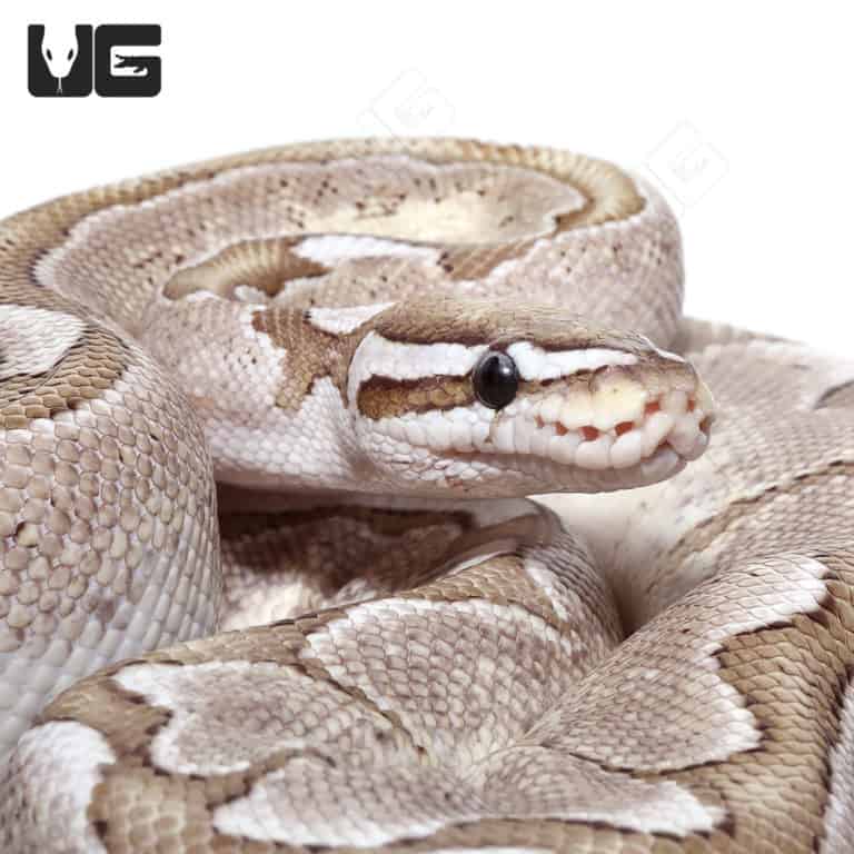 Baby Pastel Enchi Ball Python For Sale - Underground Reptiles