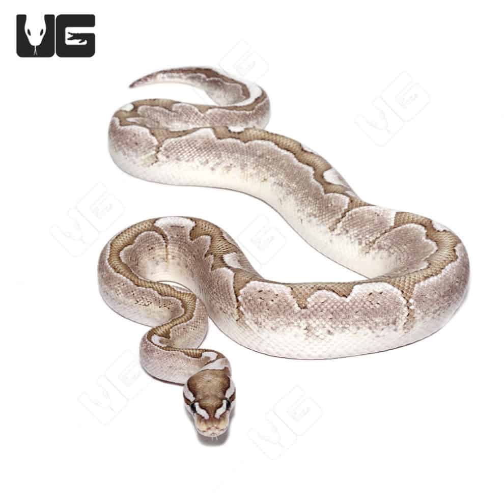 Baby Pastel Enchi Ball Python For Sale - Underground Reptiles
