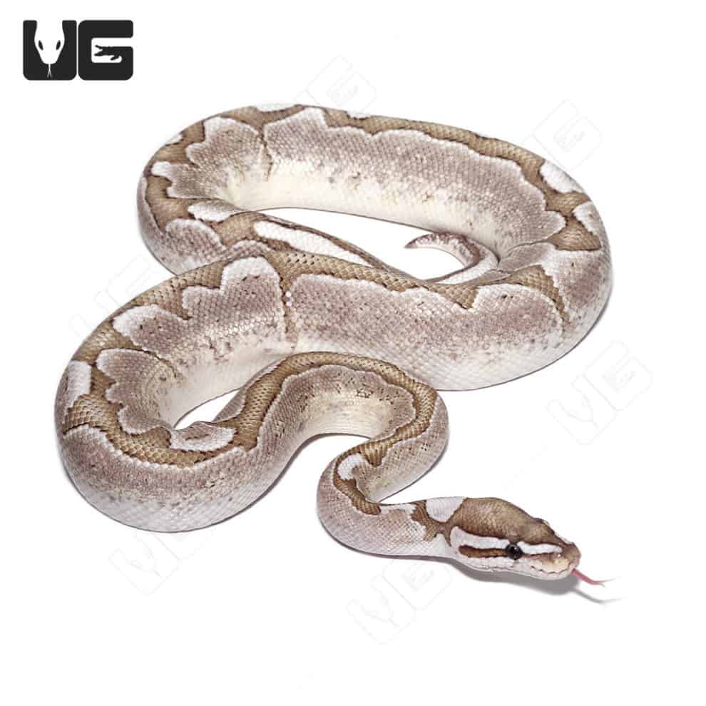 Baby Pastel Enchi Ball Python For Sale - Underground Reptiles