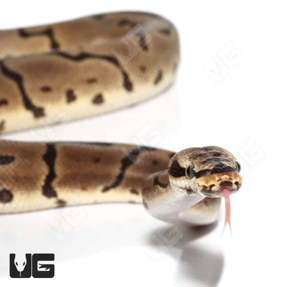 Baby Pastel Enchi Ball Python For Sale - Underground Reptiles