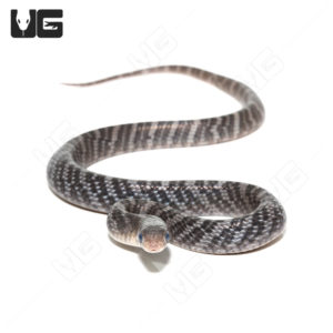 Yellowtail Cribo (Drymarchon corais) For Sale - Underground Reptiles