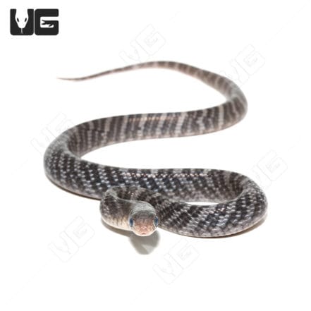 Yellowtail Cribo (Drymarchon corais) For Sale - Underground Reptiles