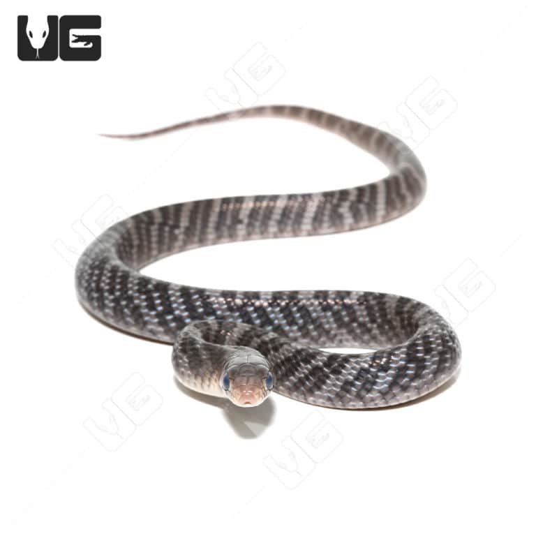 Yellowtail Cribo (Drymarchon corais) For Sale - Underground Reptiles