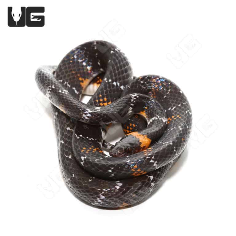 Forest Flame Snake (Oxyrhopus petolarius) For Sale - Underground Reptiles