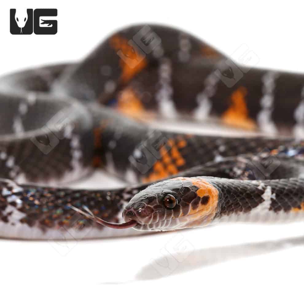 Forest Flame Snake (Oxyrhopus petolarius) For Sale - Underground Reptiles