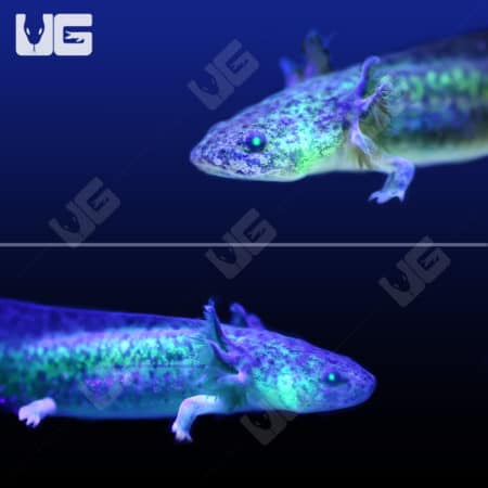 GFP Wildtype Axolotls For Sale - Underground Reptiles