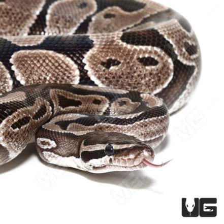 Baby Ball Python Het VPI Axanthic For Sale - Underground Reptiles