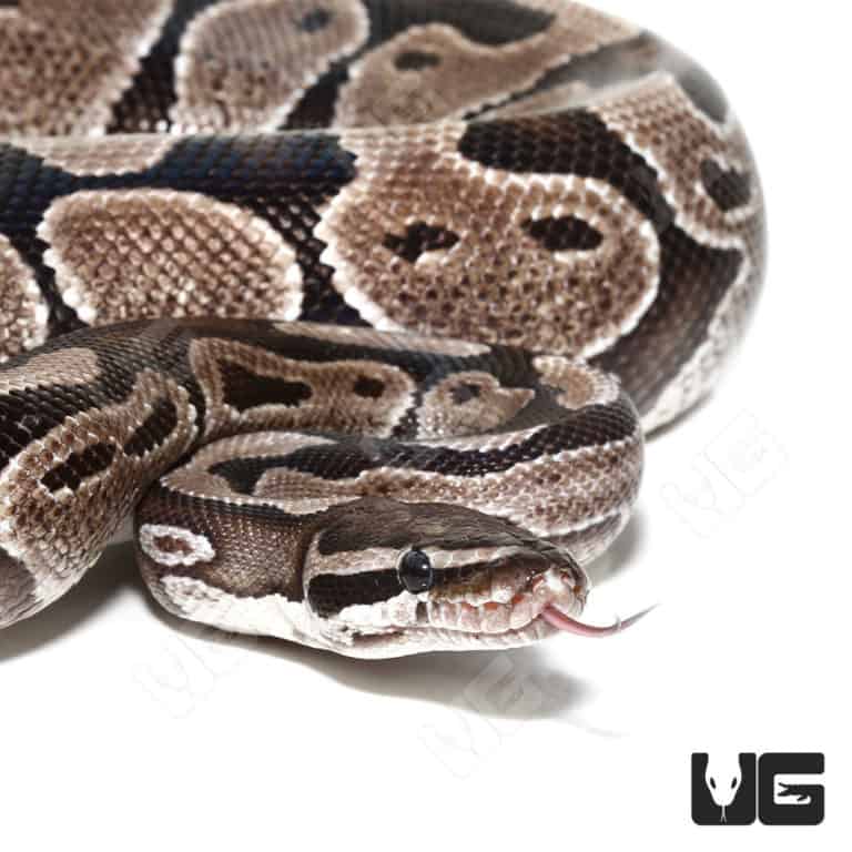 Baby Ball Python Het VPI Axanthic For Sale - Underground Reptiles
