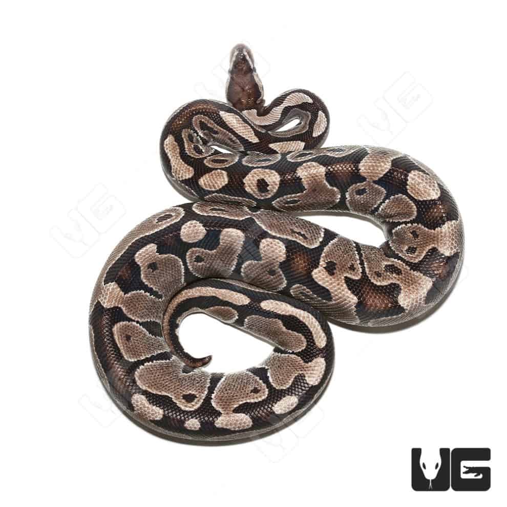 Baby Ball Python Het VPI Axanthic For Sale - Underground Reptiles
