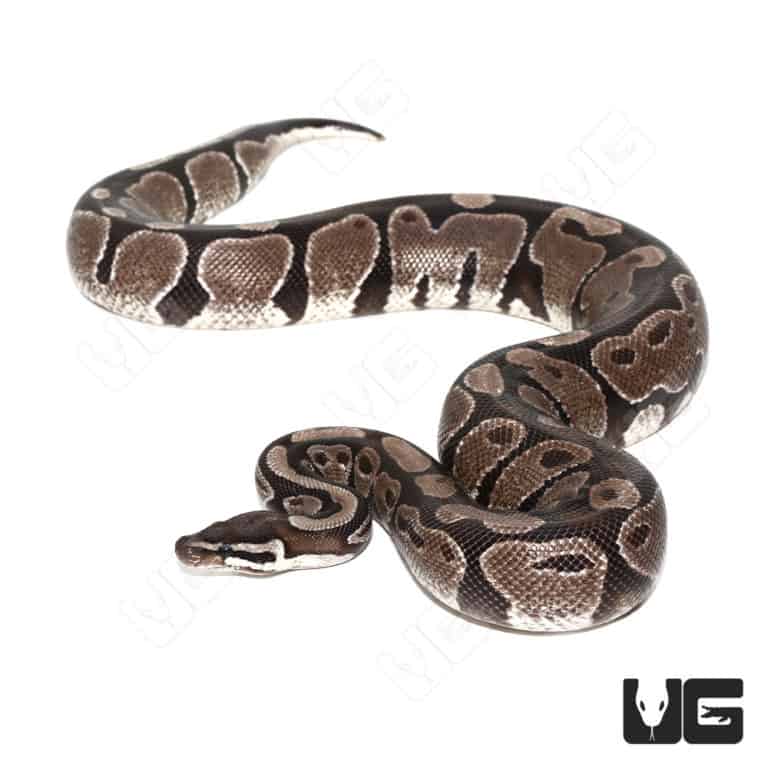 Baby Ball Python Het VPI Axanthic For Sale - Underground Reptiles