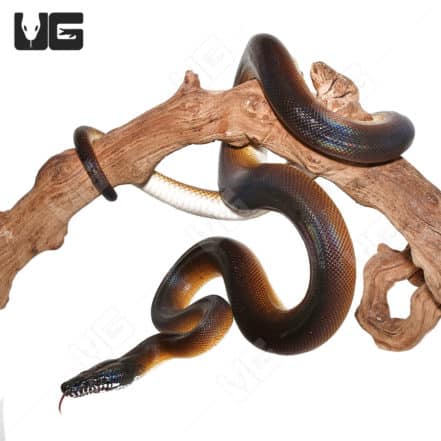 Adult D'Alberts White Lipped Python For Sale - Underground Reptiles