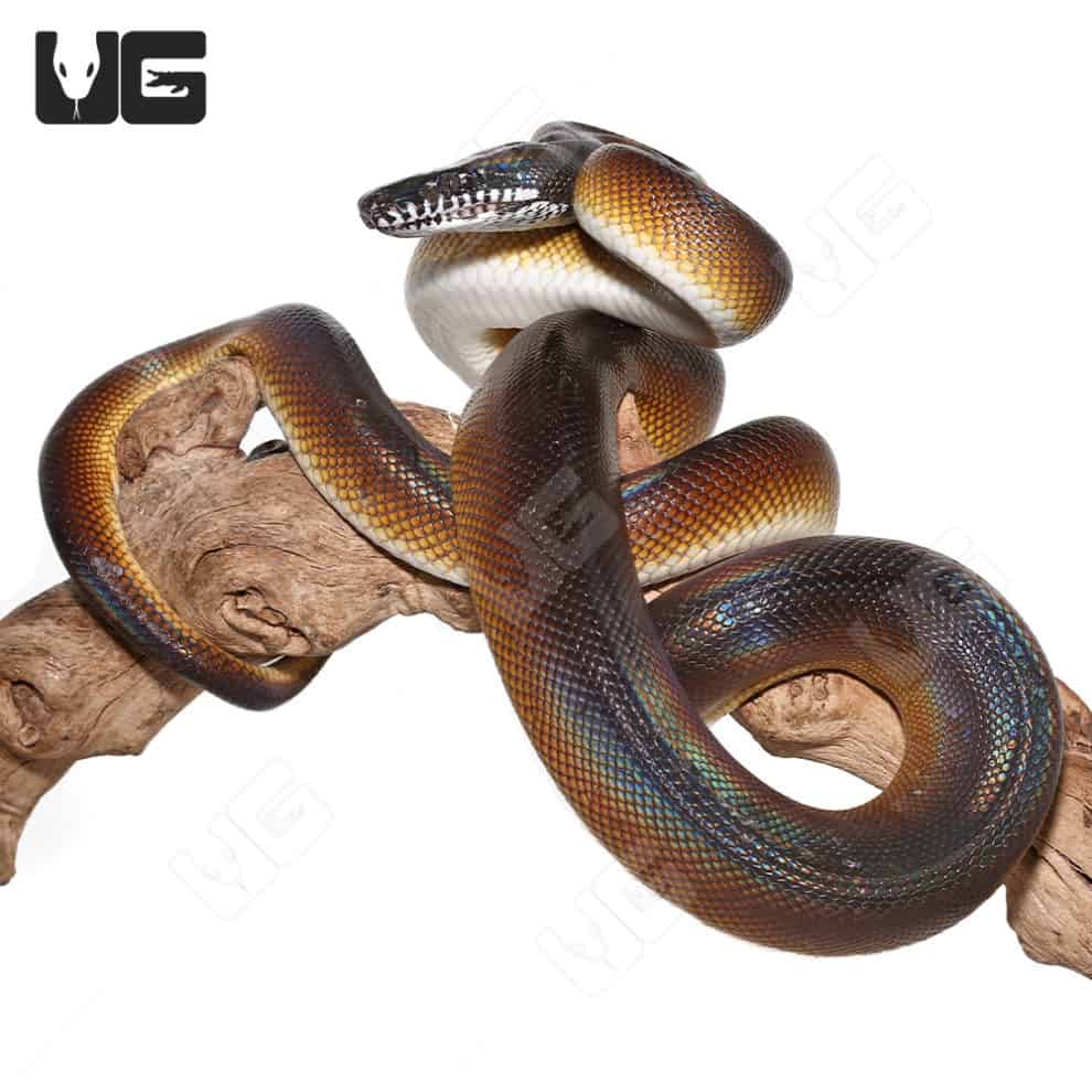 Adult D'Alberts White Lipped Python For Sale - Underground Reptiles