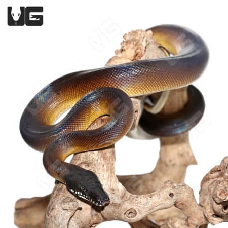 Adult D'Alberts White Lipped Python For Sale - Underground Reptiles