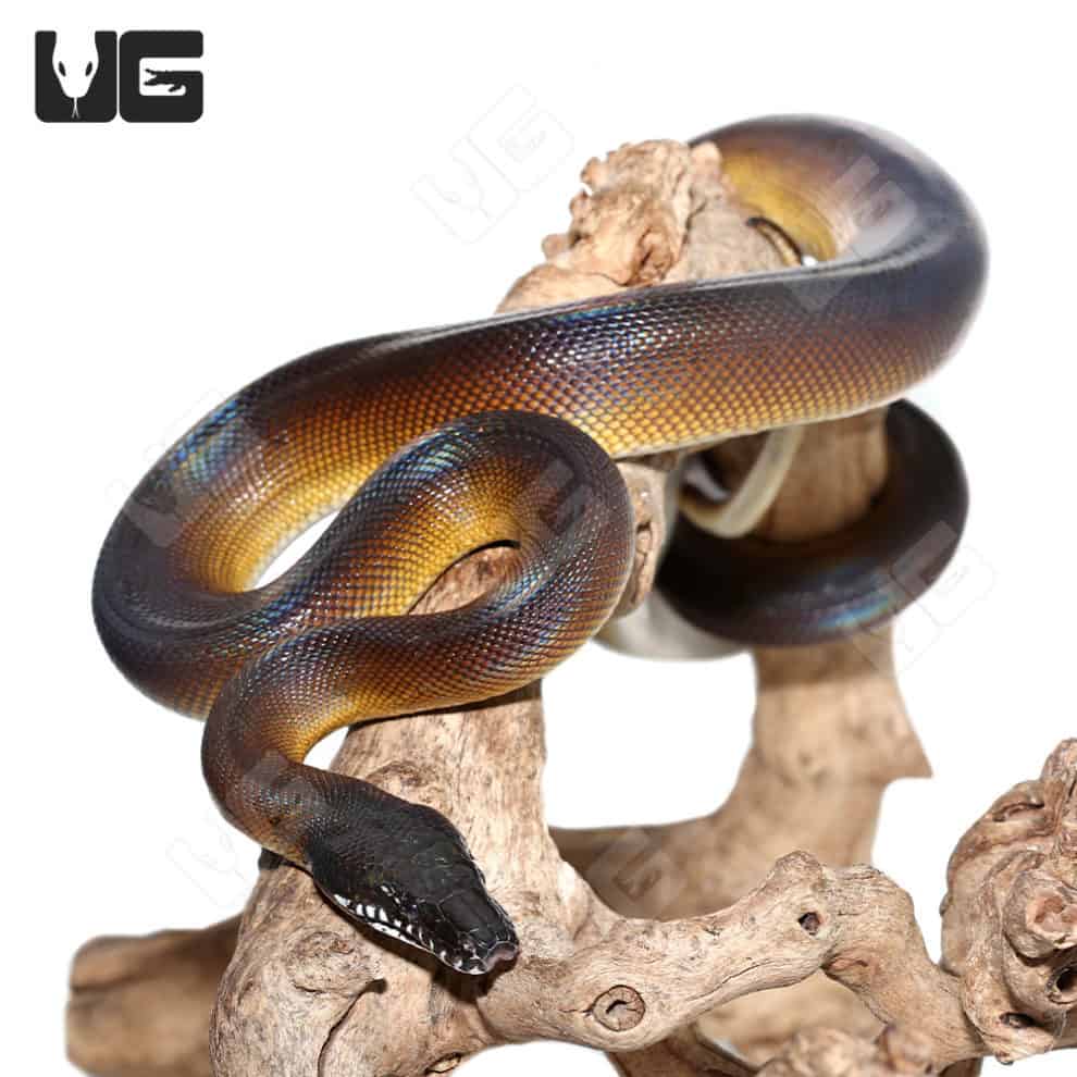 Pythons For Sale - Underground Reptiles
