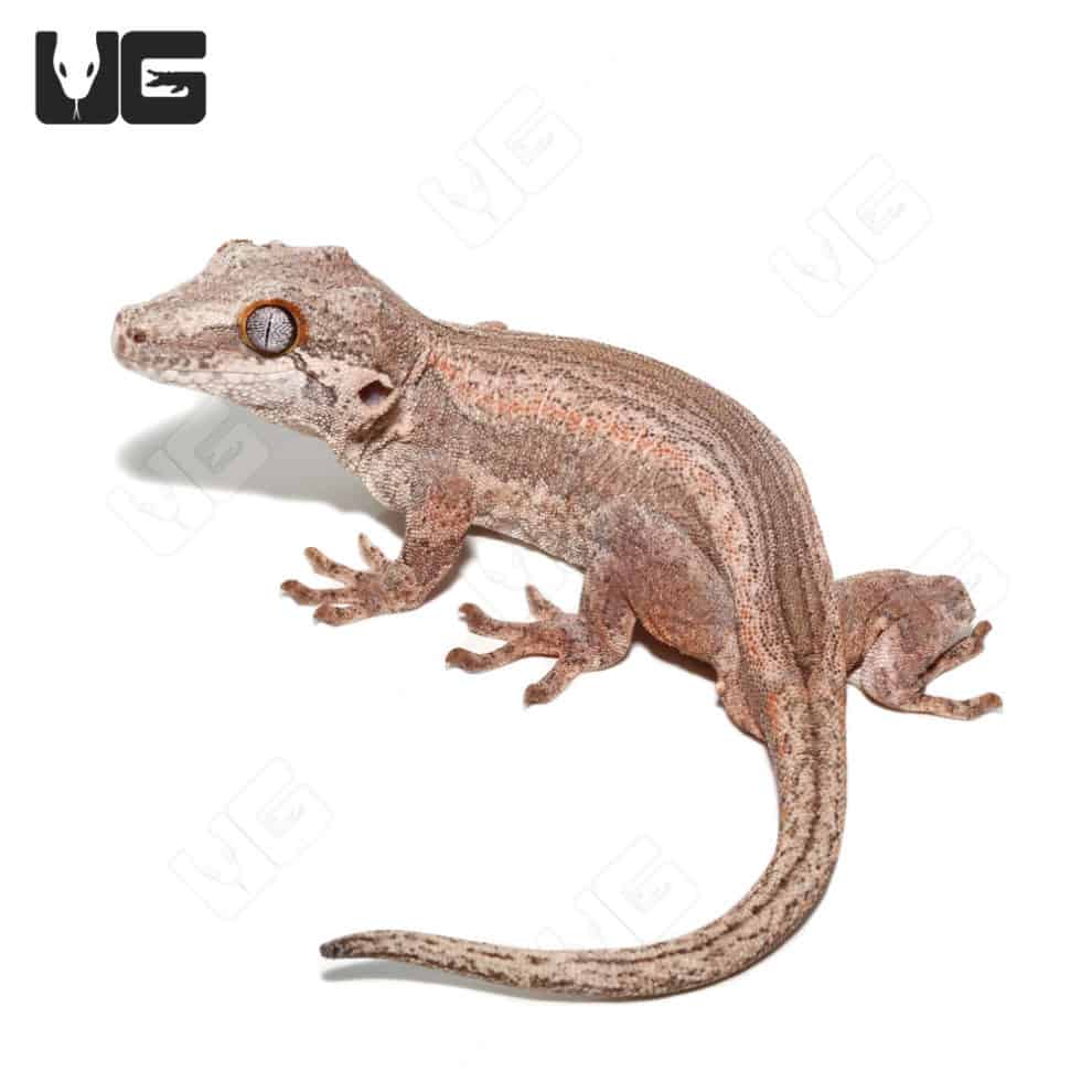 Adult Male Colored Striped Gargoyle (Rhacodactylus auriculatus) For ...