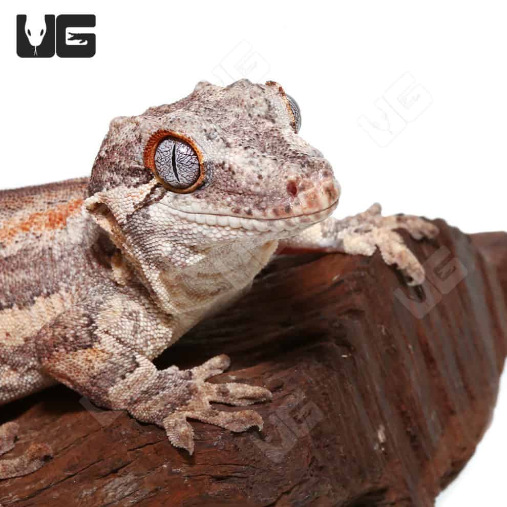Adult Male Orange Stripe Gargoyle (Rhacodactylus auriculatus) For Sale ...