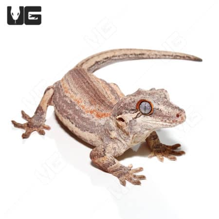 Adult Male Orange Stripe Gargoyle (Rhacodactylus auriculatus) For Sale ...