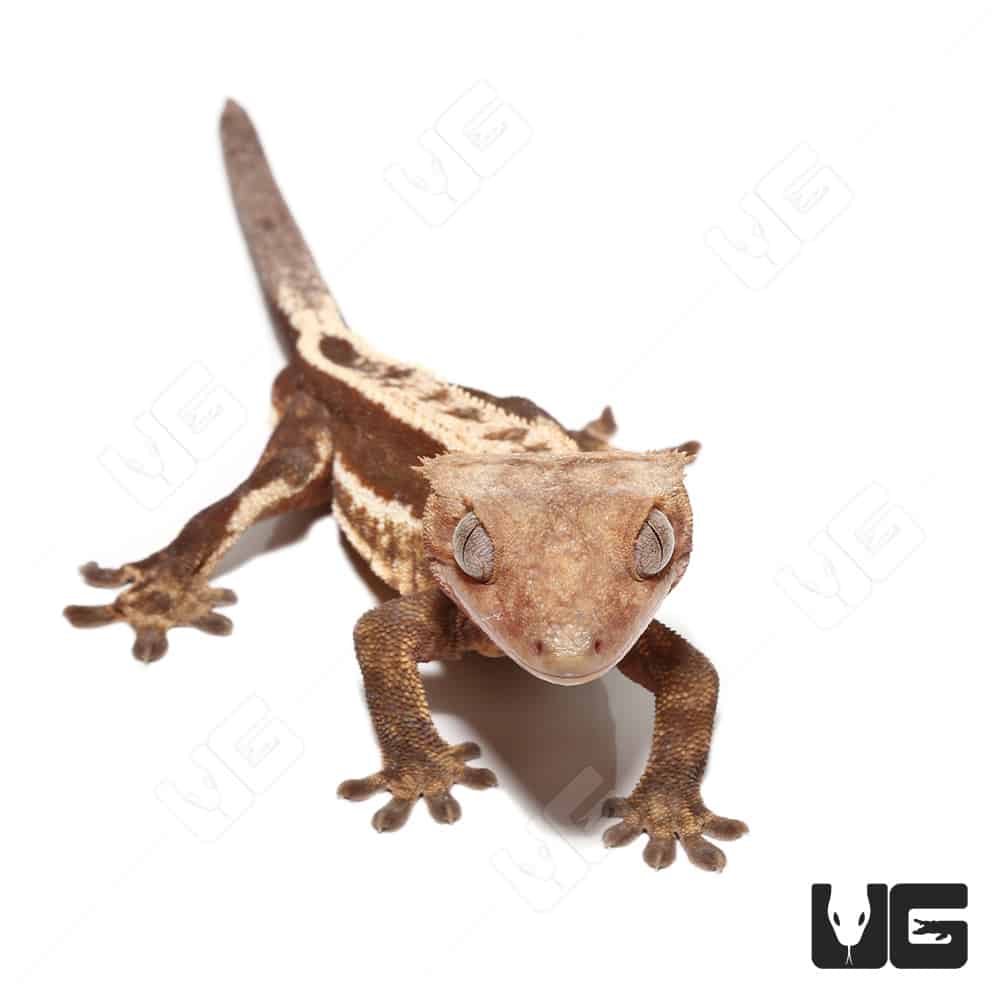 Reptiles for Sale - Snakes, Bearded Dragons, Turtles and More!