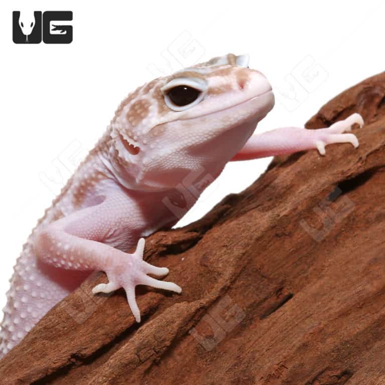 Juvenile Albino Super Snow Leopard Geckos (Eublepharis macularius) For ...