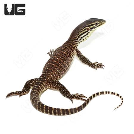 Baby Argus Monitors (Varanus panoptes) For Sale - Underground Reptiles