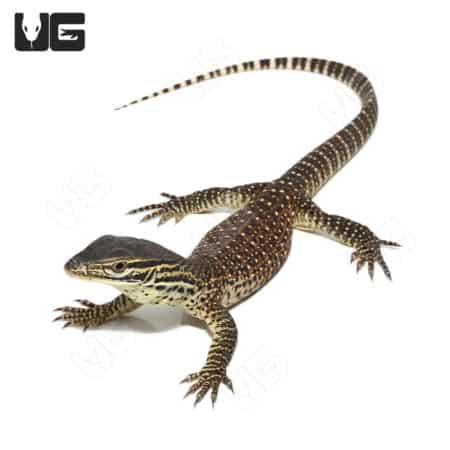 Baby Argus Monitors (Varanus panoptes) For Sale - Underground Reptiles