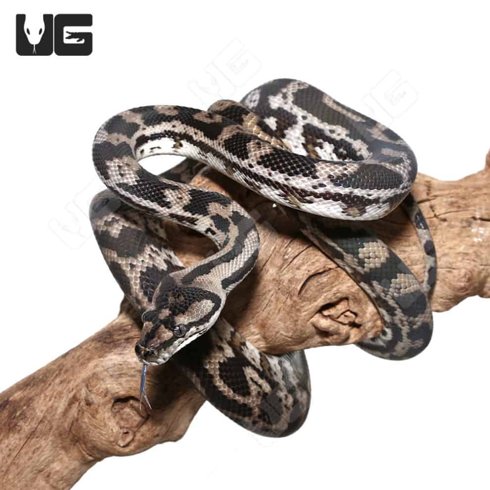 All Snakes For Sale - Underground Reptiles