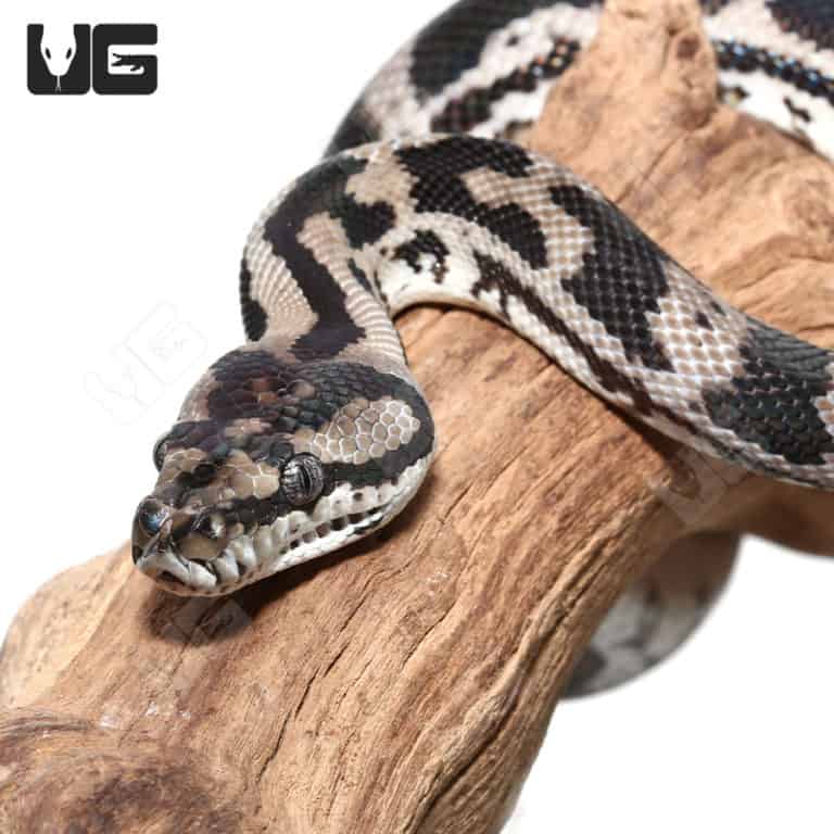 Adult Irian Jaya Carpet Pythons For Sale - Underground Reptiles