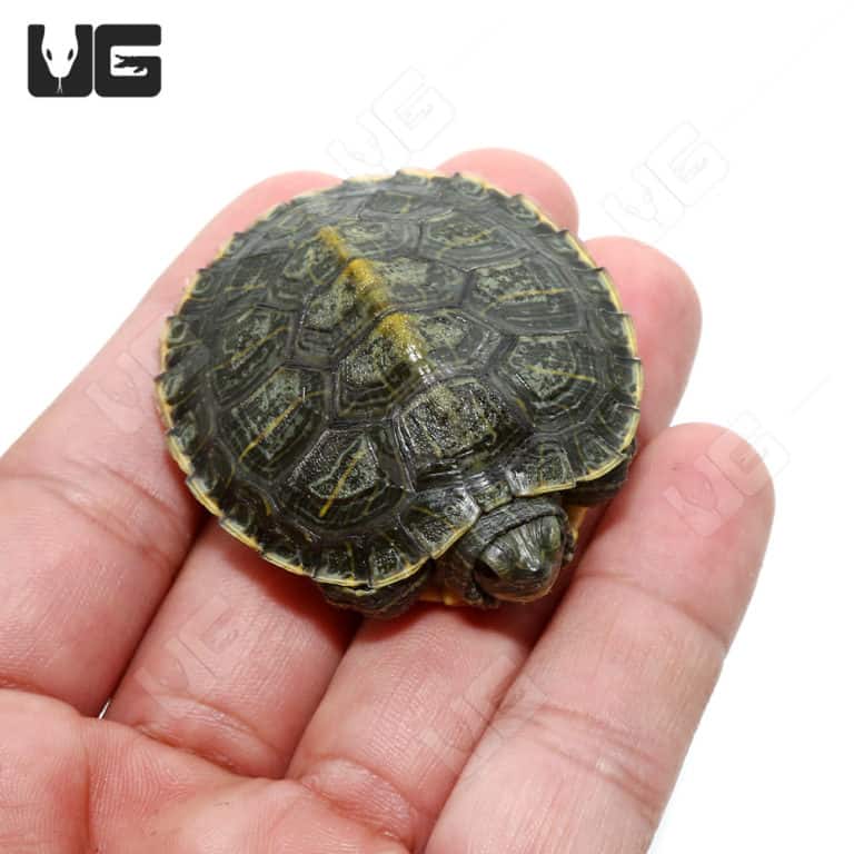 Baby Albino Red Ear Slider Turtles For Sale - Underground Reptiles