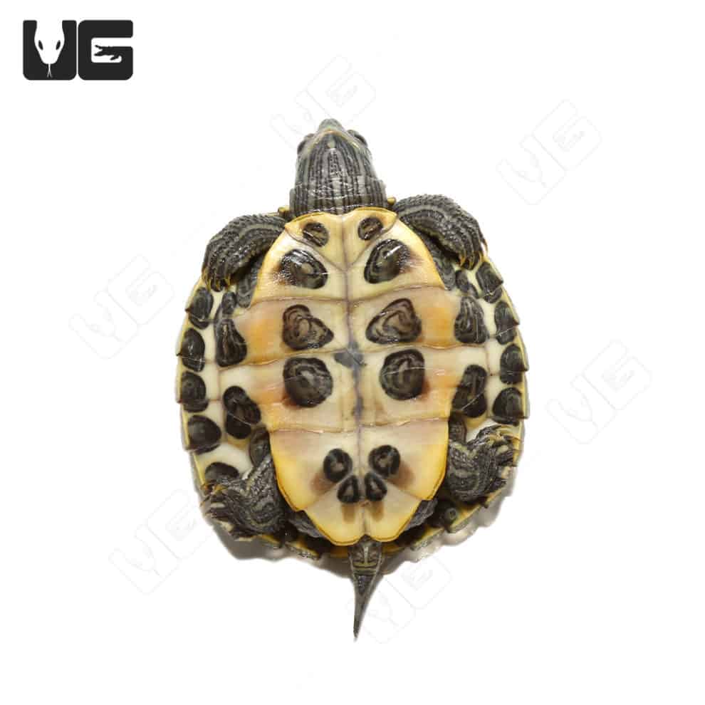 Baby Albino Red Ear Slider Turtles For Sale - Underground Reptiles