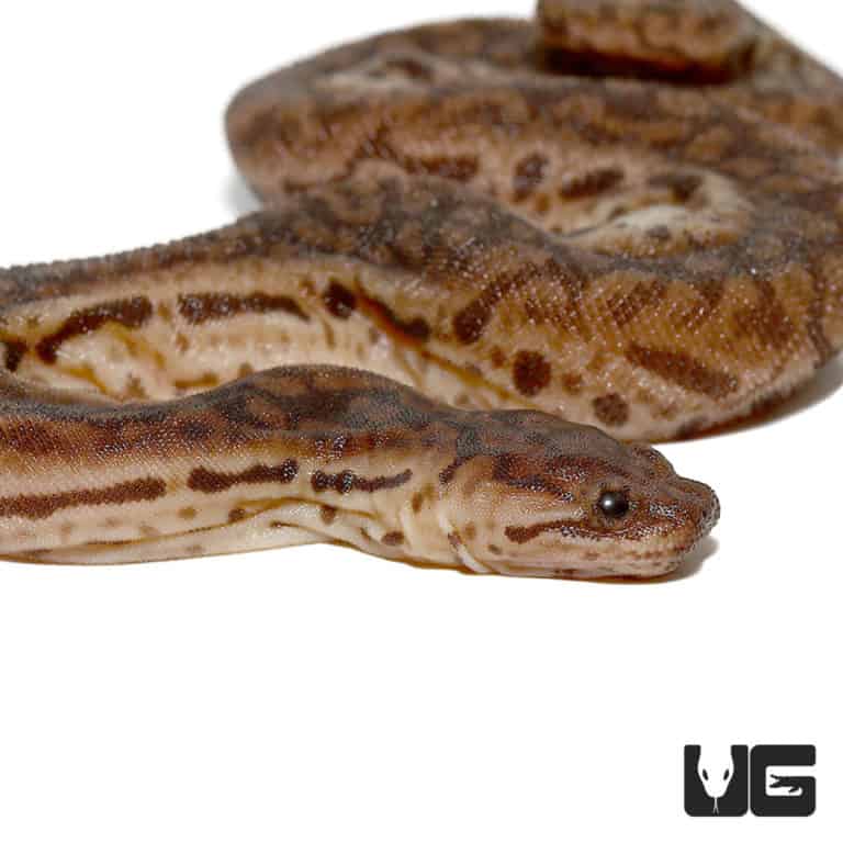 Elephant Trunk Snakes (Acrochordus javanicus) For Sale - Underground ...