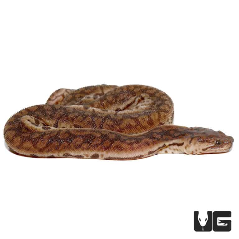 Elephant Trunk Snakes (Acrochordus javanicus) For Sale - Underground ...