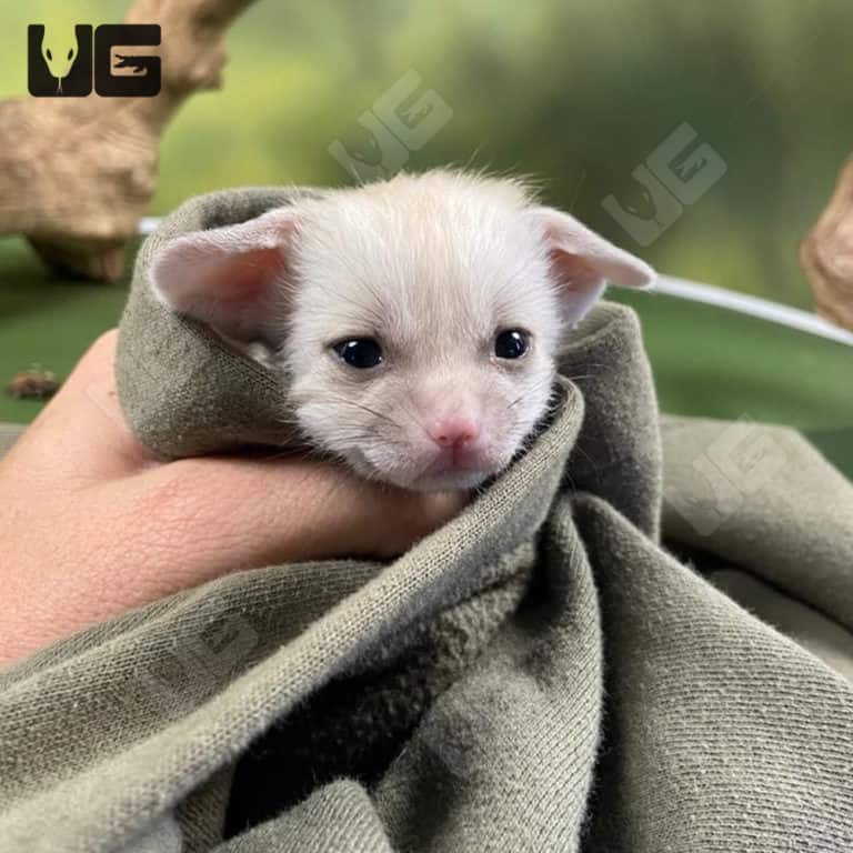 Baby Fennec Foxes For Sale - Underground Reptiles