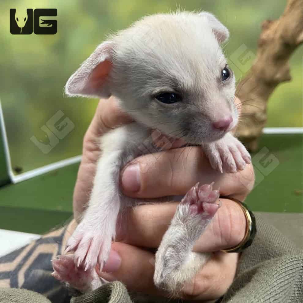 Baby Fennec Foxes For Sale - Underground Reptiles