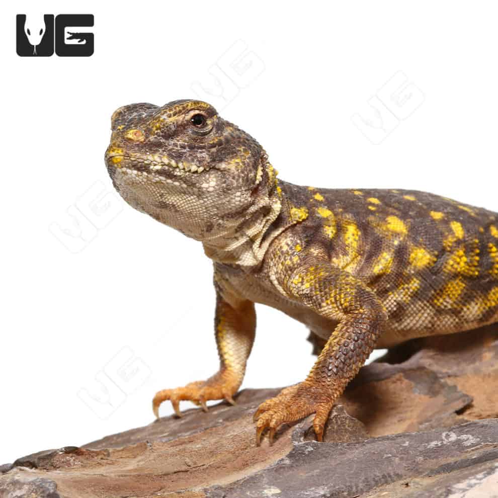 Uromastyx For Sale - Underground Reptiles