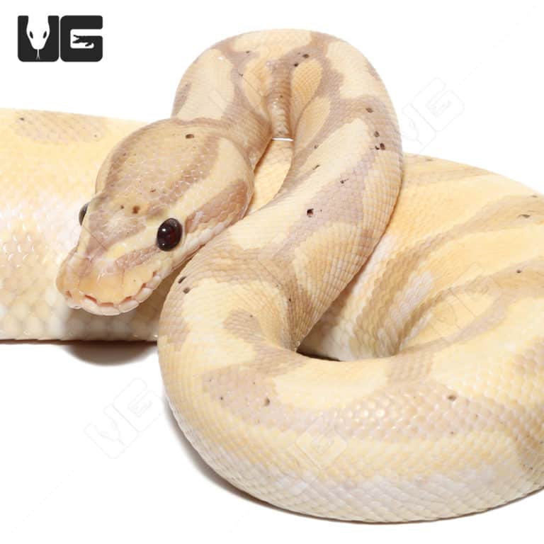 Ball Pythons For Sale - Underground Reptiles