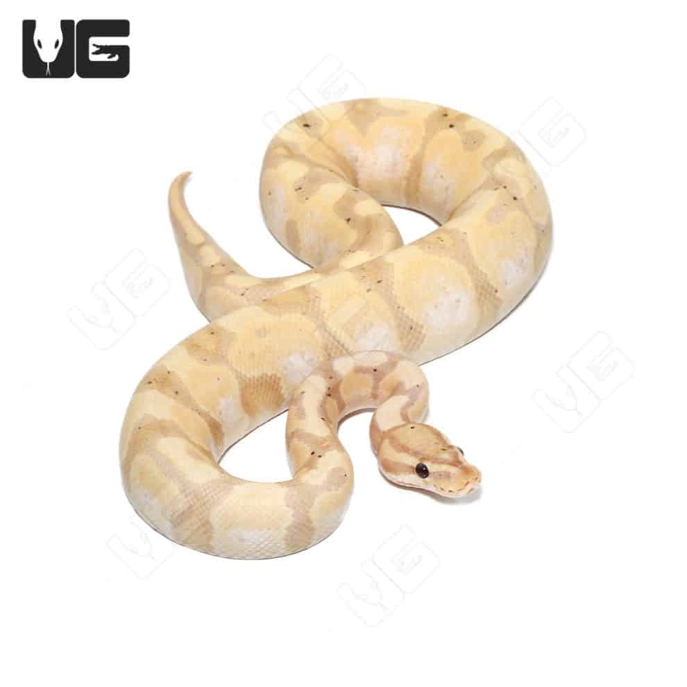 2018 Lavender Albino Spider Ball Python For Sale - Underground Reptiles