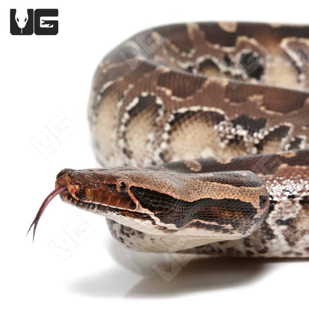 Blood Pythons For Sale - Underground Reptiles