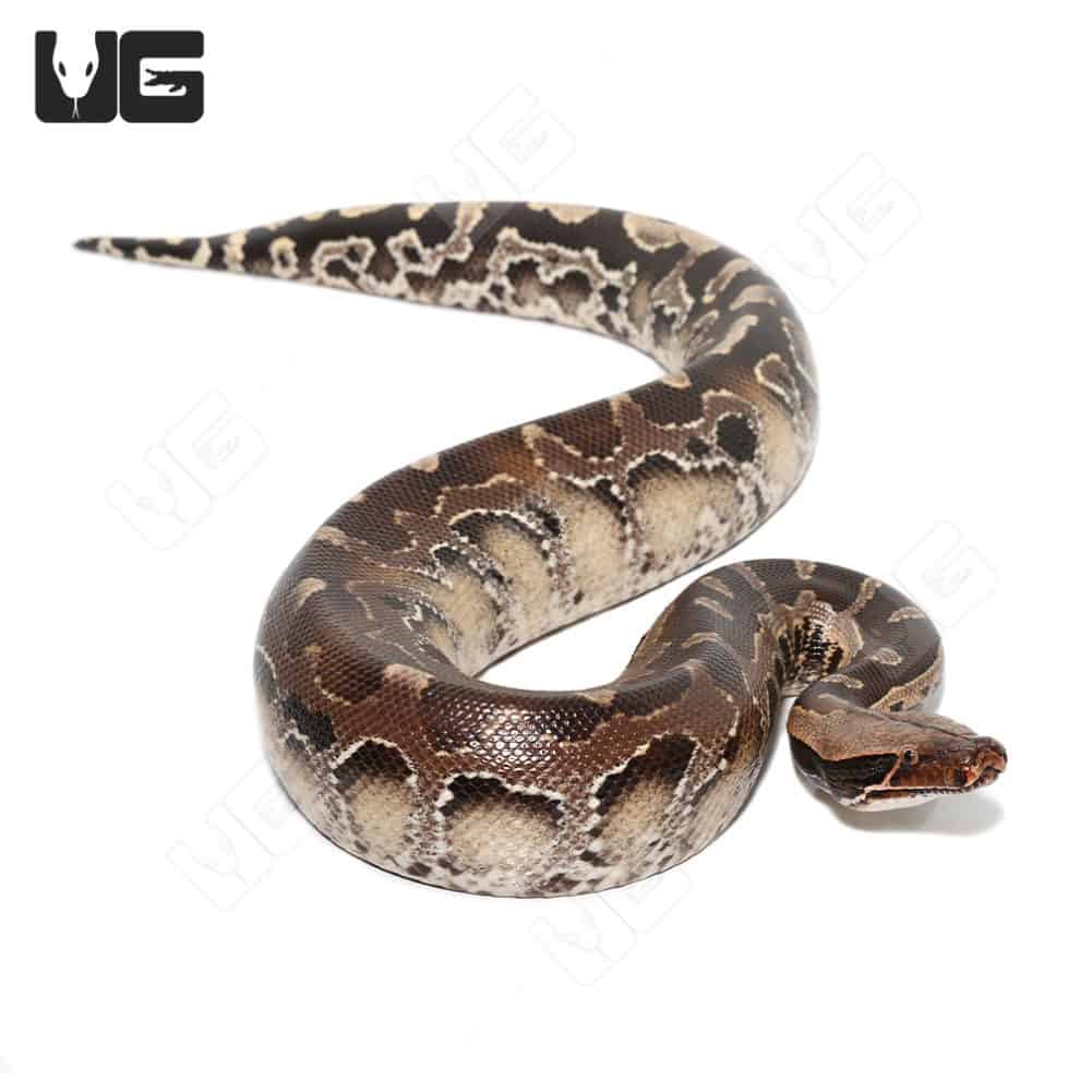Blood Pythons For Sale - Underground Reptiles
