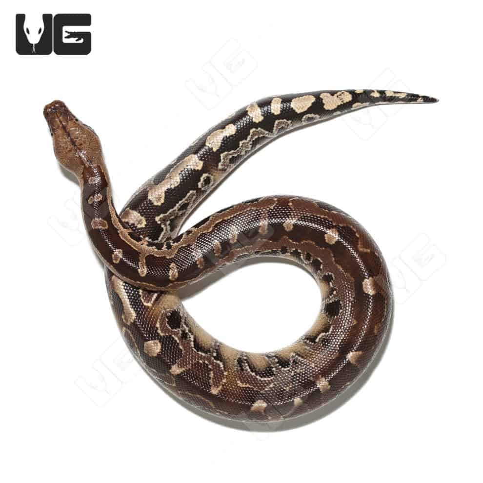 Baby Black Blood Pythons For Sale - Underground Reptiles