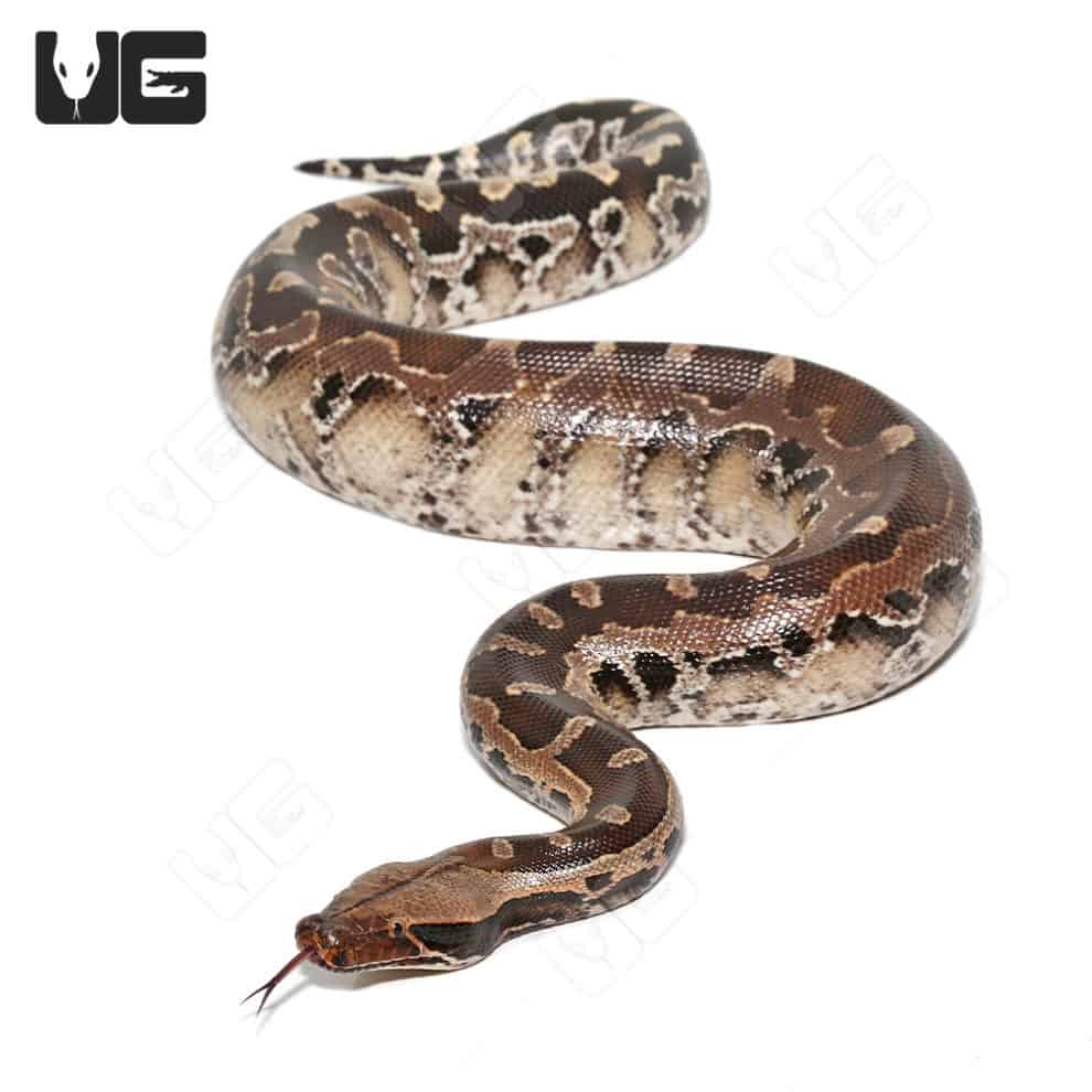 Baby Black Blood Pythons For Sale - Underground Reptiles