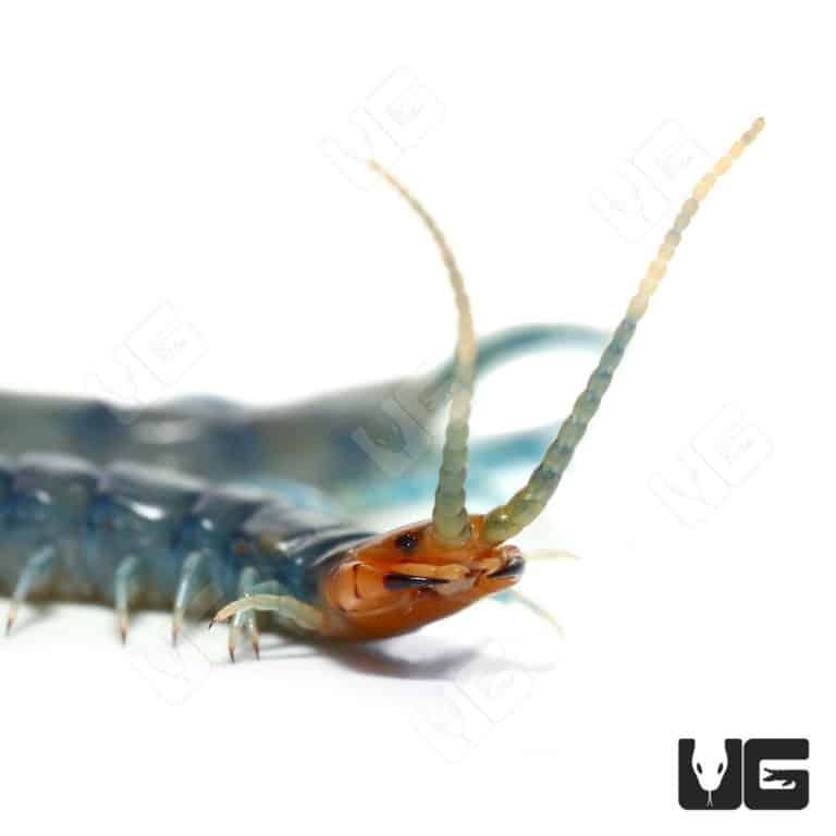 Blue Tiger Centipedes For Sale - Underground Reptiles