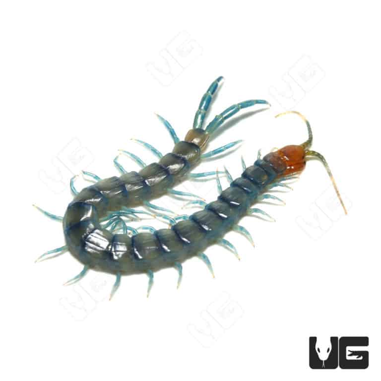 Blue Tiger Centipedes For Sale - Underground Reptiles