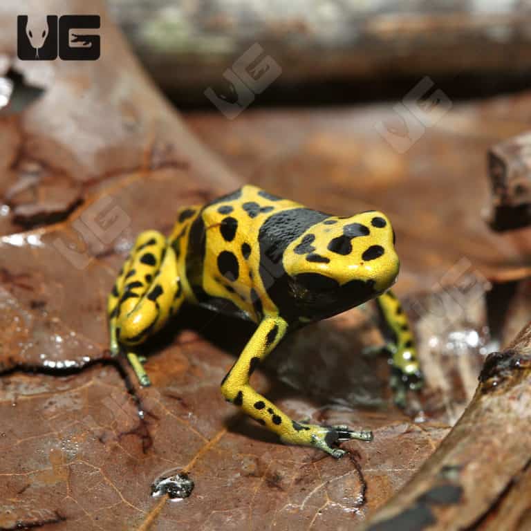 Fine Spot Bumblebee Dart Frogs For Sale - Underground Reptiles