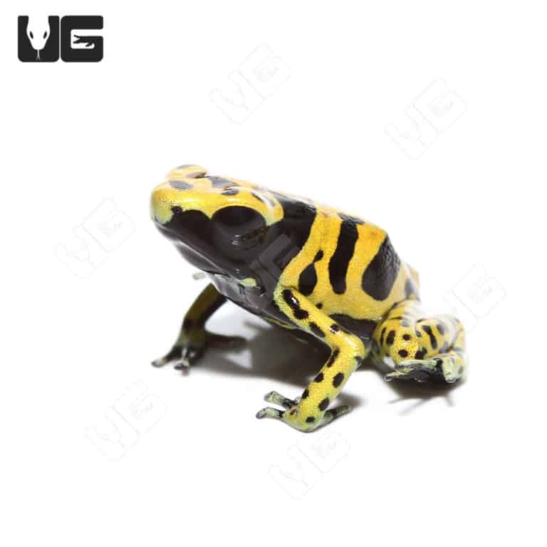 Fine Spot Bumblebee Dart Frogs For Sale - Underground Reptiles