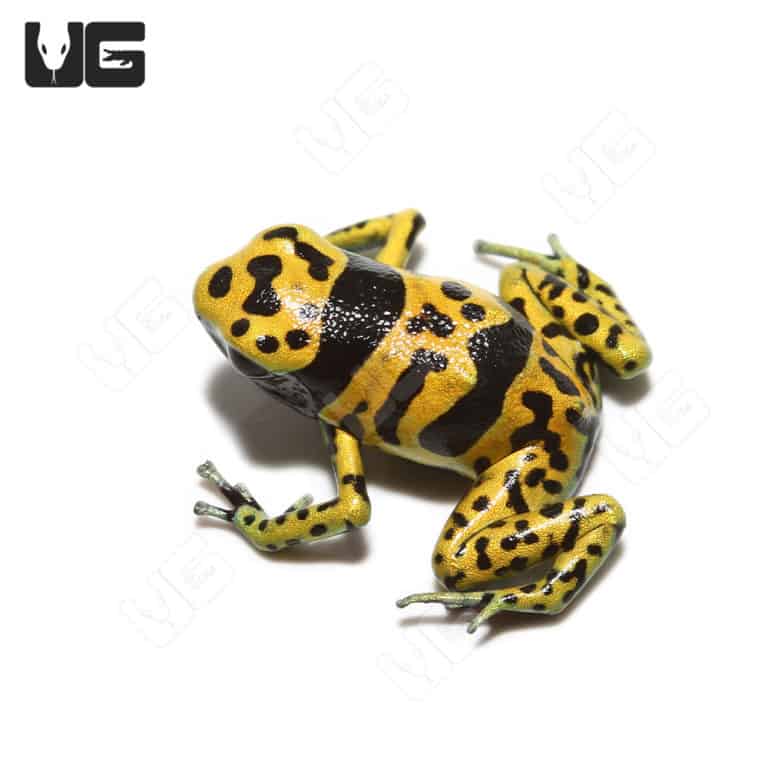 Fine Spot Bumblebee Dart Frogs For Sale - Underground Reptiles